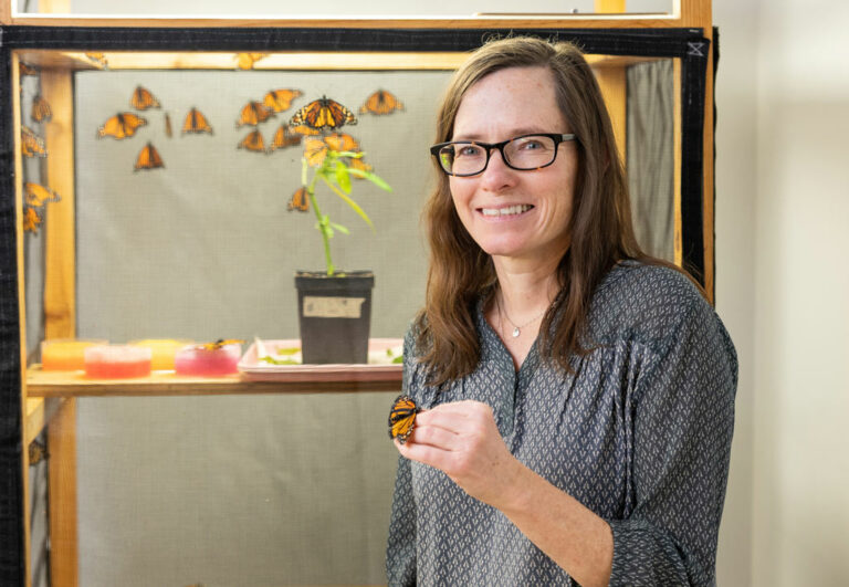 Monarch metamorphosis: New leadership for KU’s Monarch Watch - Kansas ...